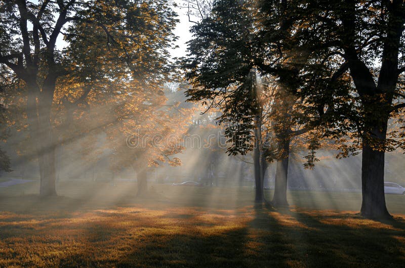 Rays of the Sun Filtering through the Leaves of Trees. Stock Image ...