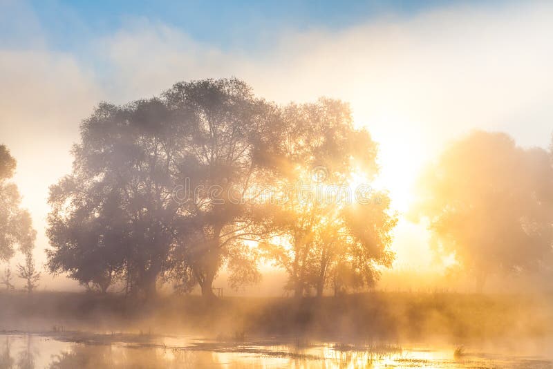 The Rays of Sun through a Fog and Tree S Stock Photo - Image of ...