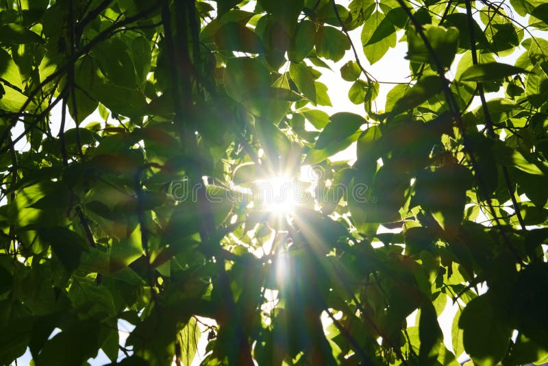 Rays of a Sun through the Green Leaves of the Forest Stock Photo ...
