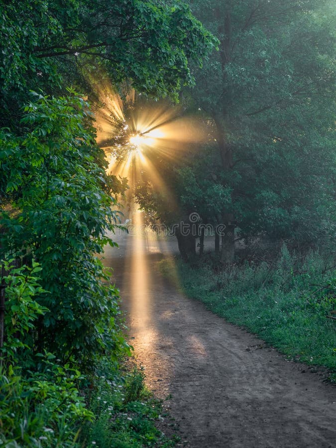 Rays of the Sun through the Leaves Above the Alley in the Park Stock ...