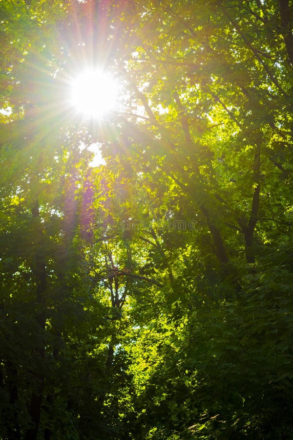 Rays of the Sun through the Leaves Stock Photo - Image of spring, scene ...
