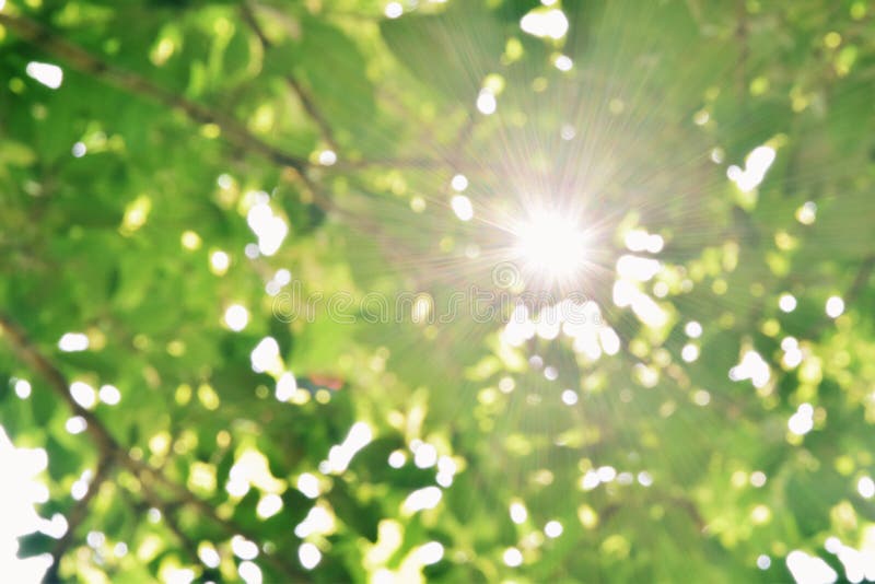 Rays of the Sun through the Leaves Trees Stock Image - Image of scene ...