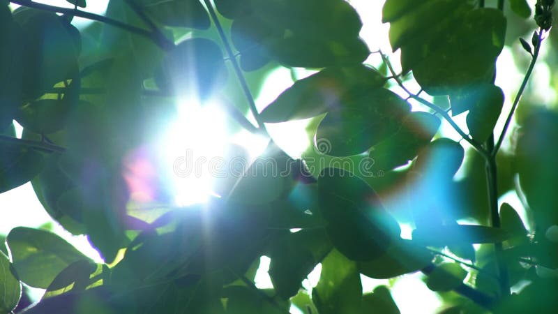 Sun Rays through the Leaves Stock Video - Video of wood, beautiful ...