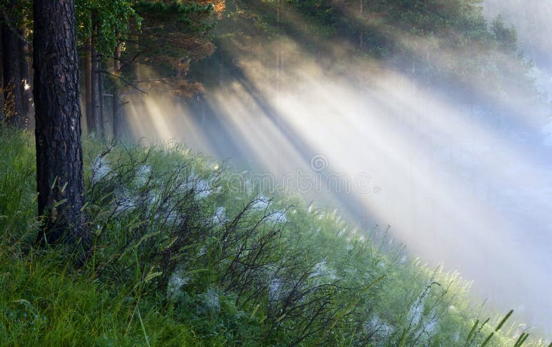 The Rays of the Sun in the Mist Stock Photo - Image of leaf, growth ...