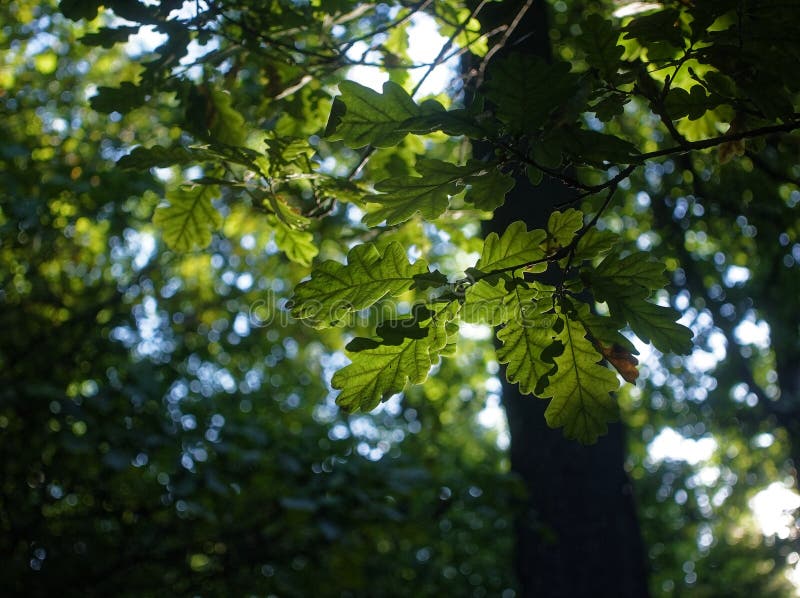 The Rays of the Sun through the Oak Leaves in the Summer Stock Image ...