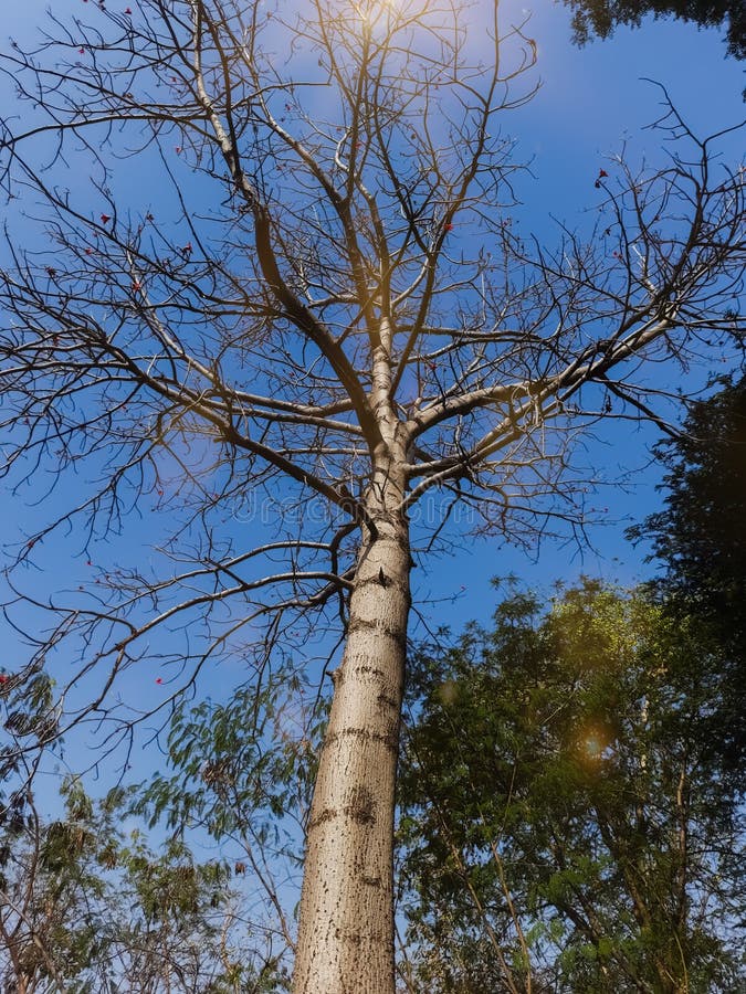 The Rays of the Sun Passing through the Branches of Trees Stock Photo ...