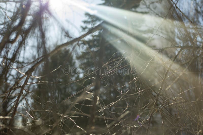 Rays of Sun through Plants. Glare on Lens Stock Image - Image of clouds ...