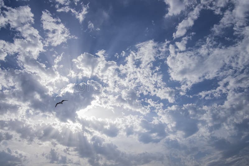 Rays of Sun Rising through a Cloudy Blue Sky with a Seagull Flying ...