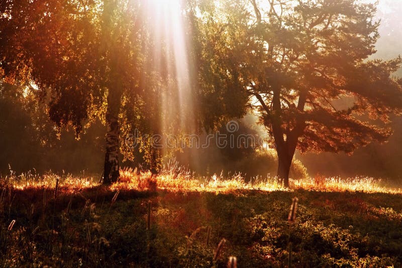 Rays of the Sun Shining through the Trees Over Stock Photo - Image of ...