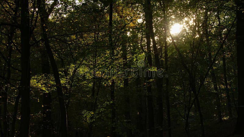 Sunrays in a dark forest stock image. Image of belgium - 162992881