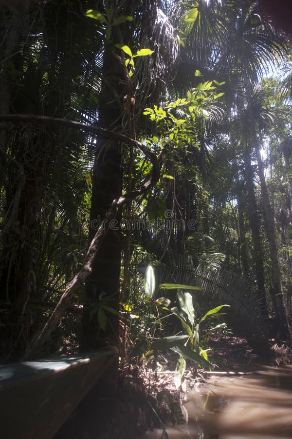 Rays of Sun Slip through the Deep Vegetation To Get To this Centenary ...