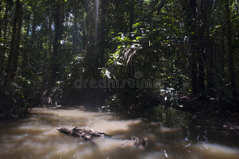 Rays of Sun Slip through the Deep Vegetation To Get To this Centenary ...