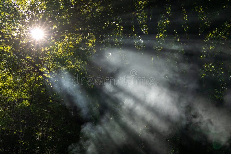 Rays of the Sun and Smoke from a Fire Under the Crowns of Trees in the ...