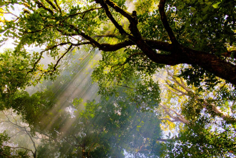 The Rays of the Sun in the Tropical Forest Stock Image - Image of rays ...