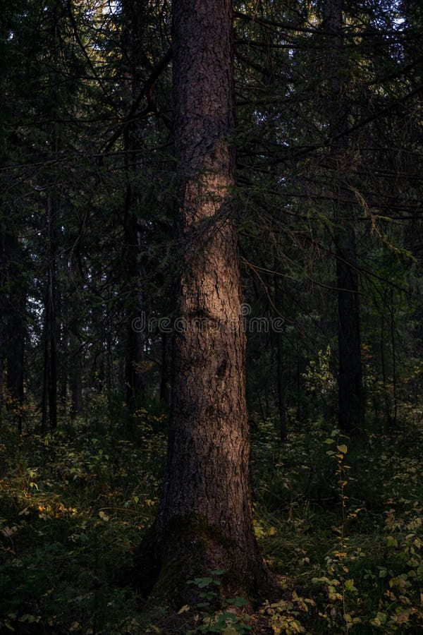 Mighty Tree Trunk with Large Branches Covered in Snow Stock Image ...