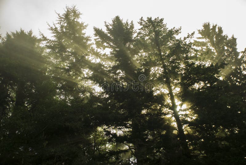 Rays of Sunlight - Angled stock image. Image of peace - 26368545