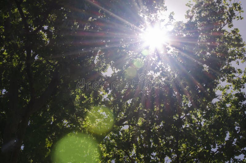 Rays of Sunlight through the Branches of a Leafy Tree Stock Image ...