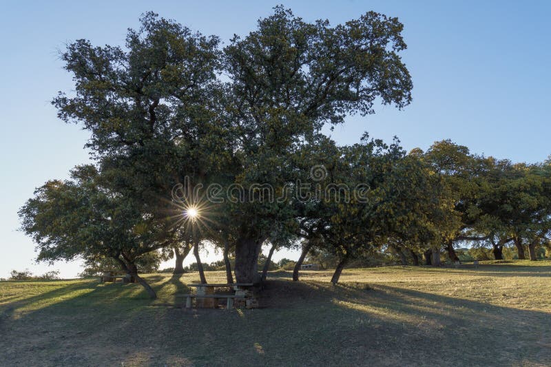 Rays of Sunlight through the Branches of an Oak Tree Stock Photo ...