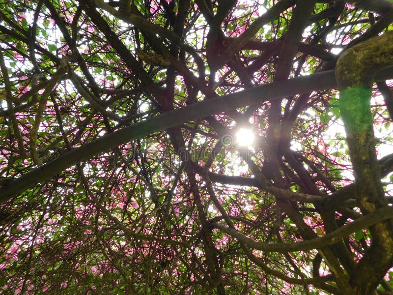 Rays stock photo. Image of branches, coming, tree, lights - 90280688