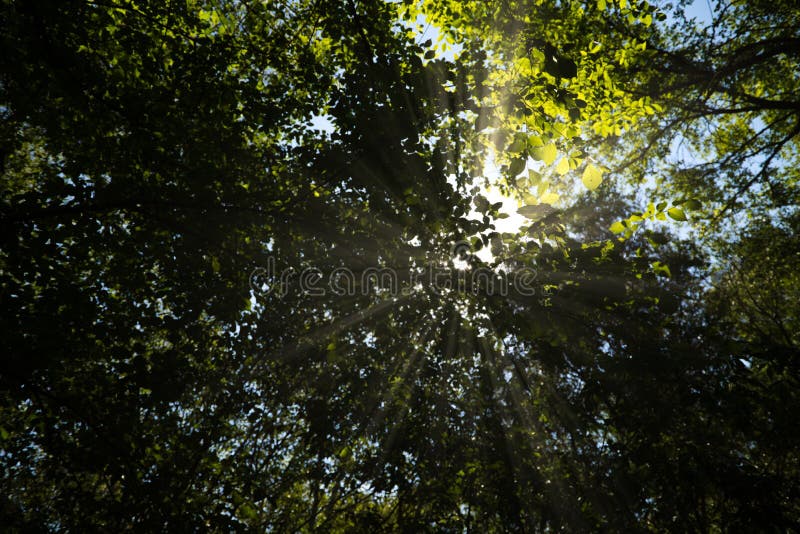Rays of Sunlight Entering between the Branches of Some Trees in the ...