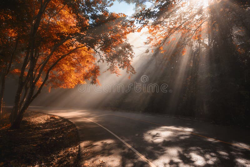 Rays of Sunlight Falling through Autumn Trees Stock Image - Image of ...