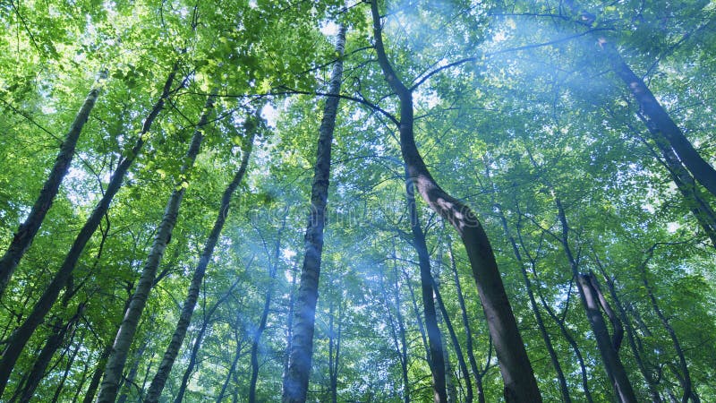 Rays of Sunlight and Green Forest. Forest Trees Nature Green Wood ...