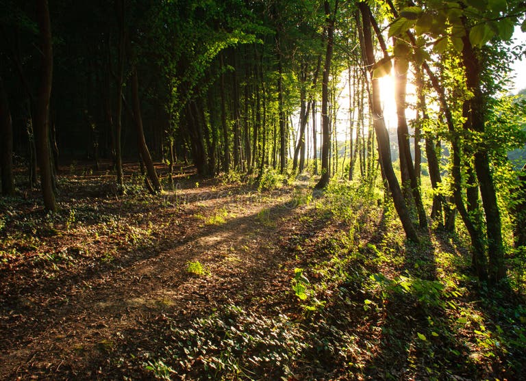 Rays of Sunlight in Green Summer Forest at Sunset Stock Photo - Image ...