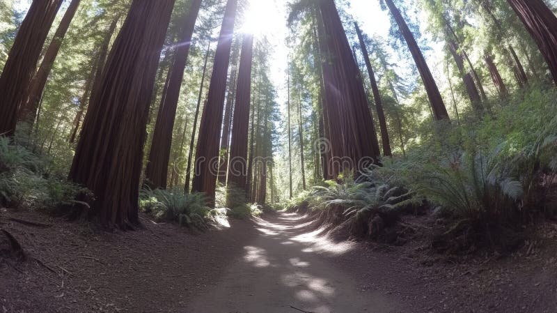 Rays of Sunlight Shine through the Lofty Redwood Trees in a Forest ...