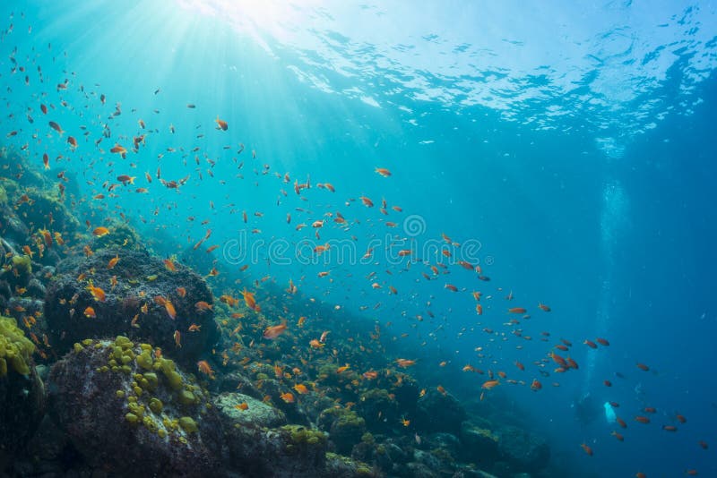 Rays of Sunlight Shining into Sea, Underwater View Stock Photo - Image ...