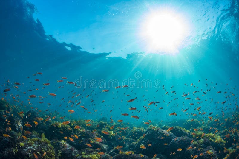 Rays of Sunlight Shining into Sea, Underwater View Stock Image - Image ...
