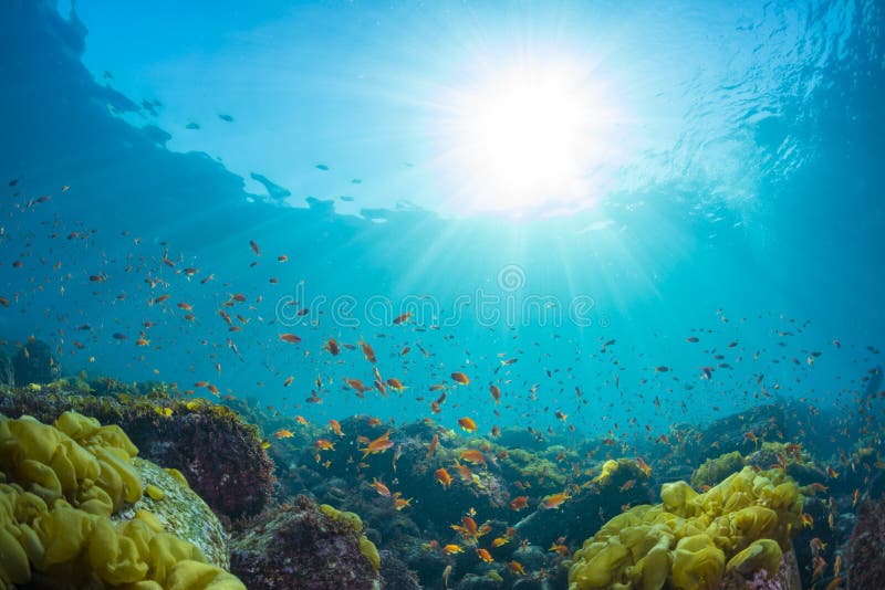Rays of Sunlight Shining into Sea, Underwater View Stock Photo - Image ...