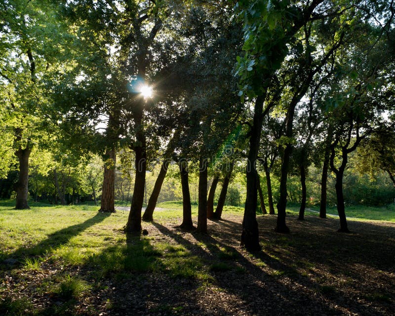 Group of Trees among the Rocks. Stock Photo - Image of boulders, park ...