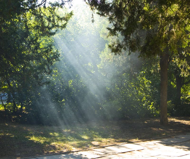 Rays of Sunlight through Tree Branches Stock Image - Image of branch ...