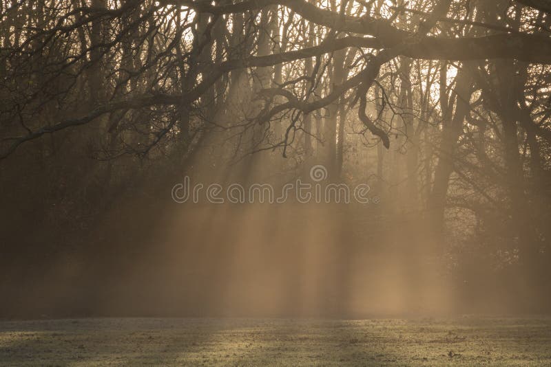 Misty rays of sunshine stock photo. Image of misty, rays - 135127652