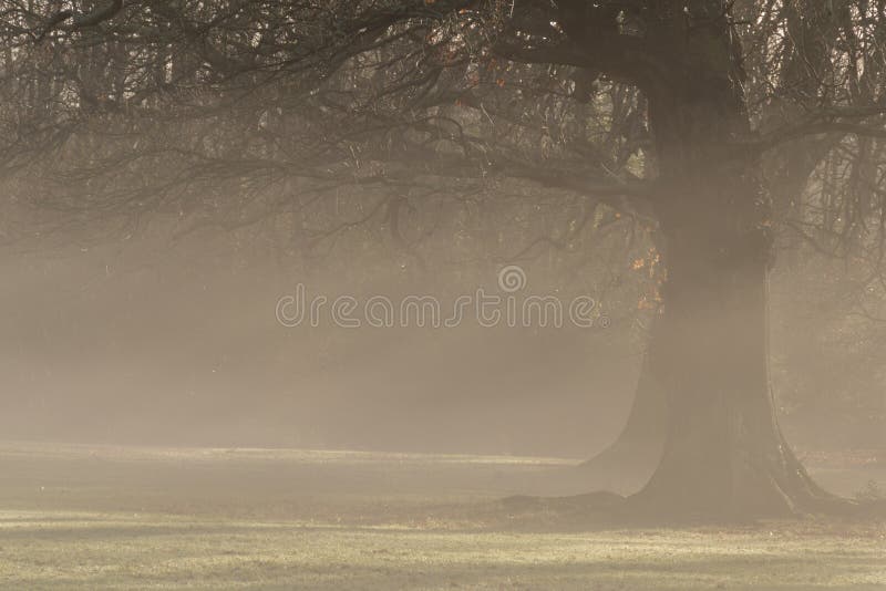 Misty rays of sunshine stock image. Image of common - 135131259