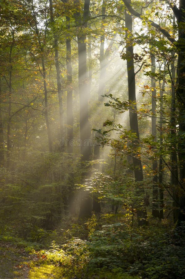 Sun rays stock photo. Image of forest, green, park, leaf - 5577564