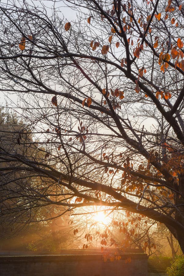 Rays of Sunshine Shine through Tree Branches on a Winter Morning at ...