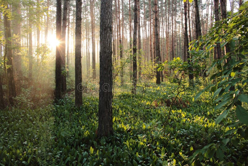 Rays in the wood stock photo. Image of shines, crimea - 69359524