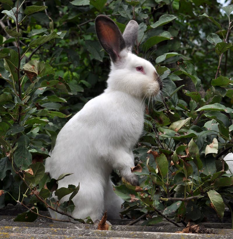 Raza Californiana De Conejos Foto de archivo - Imagen de crianza, dieta ...