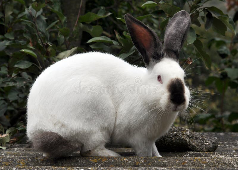 Raza Californiana Del Conejo Imagen de archivo - Imagen de conejos ...