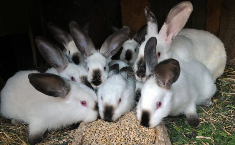 Raza Californiana Del Conejo Imagen de archivo - Imagen de conejos ...