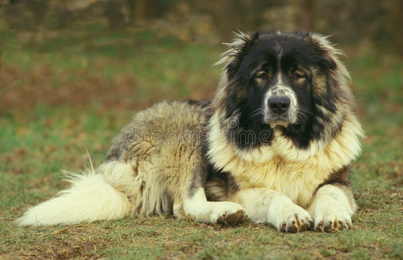 Raza Caucásica De Perro Pastor De Rusia Imagen de archivo - Imagen de ...