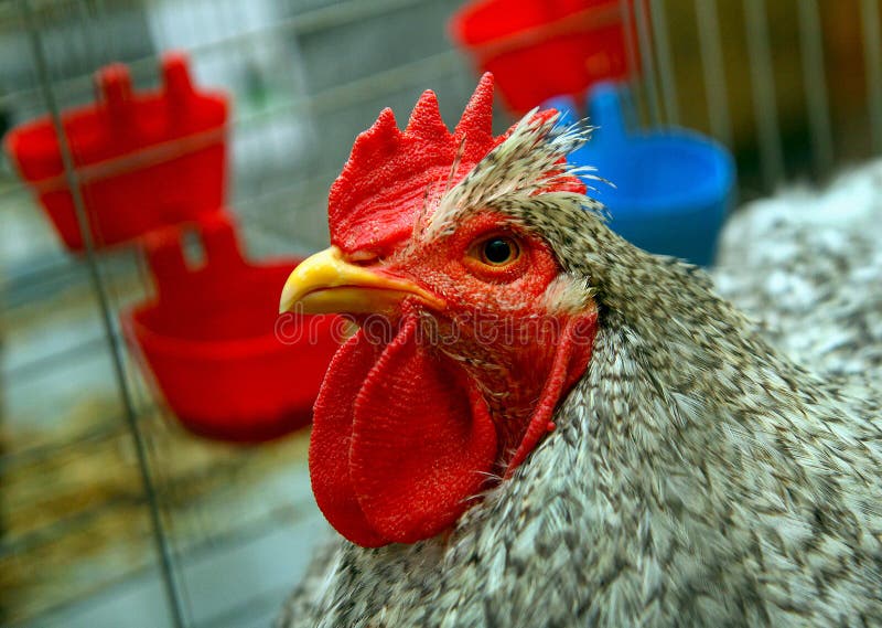 Gallina Del Pollo De Cochin Fotos - Libres de Derechos y Gratuitas de ...