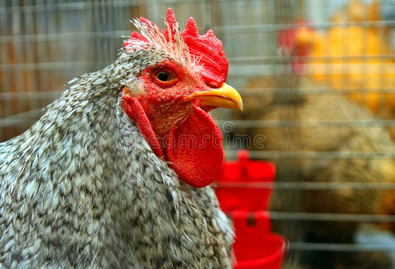 Gallina Del Pollo De Cochin Fotos - Libres de Derechos y Gratuitas de ...