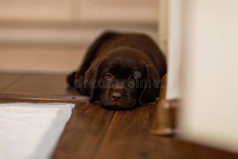 Raza De Cachorro Labrador Color Chocolate Foto de archivo - Imagen de ...