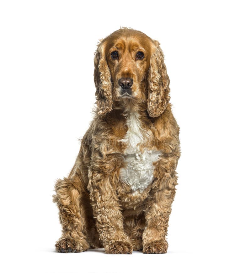 Raza De Cocker Spaniel Aislada Foto de archivo - Imagen de coqueto ...