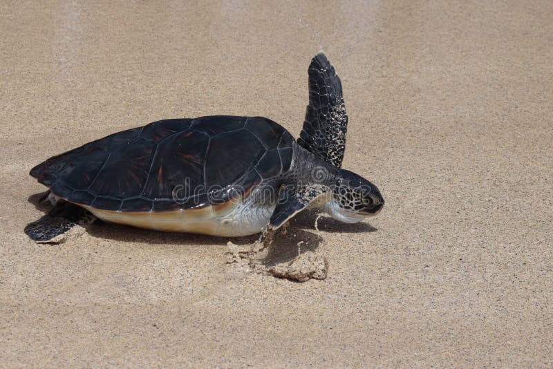 Raza de la tortuga de mar imagen de archivo. Imagen de arena - 93058489