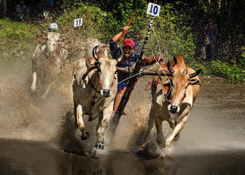 Raza de los bueyes foto editorial. Imagen de momento - 92866951