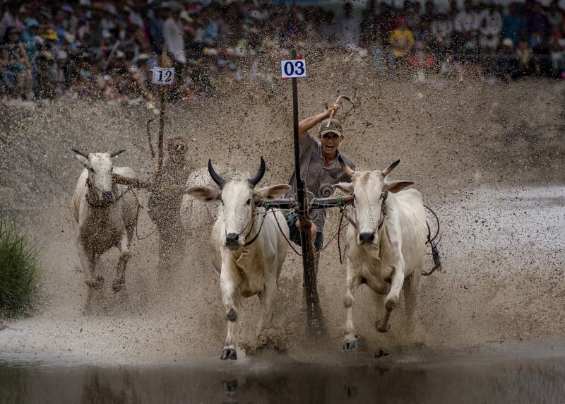 Raza de los bueyes imagen de archivo editorial. Imagen de inmediato ...
