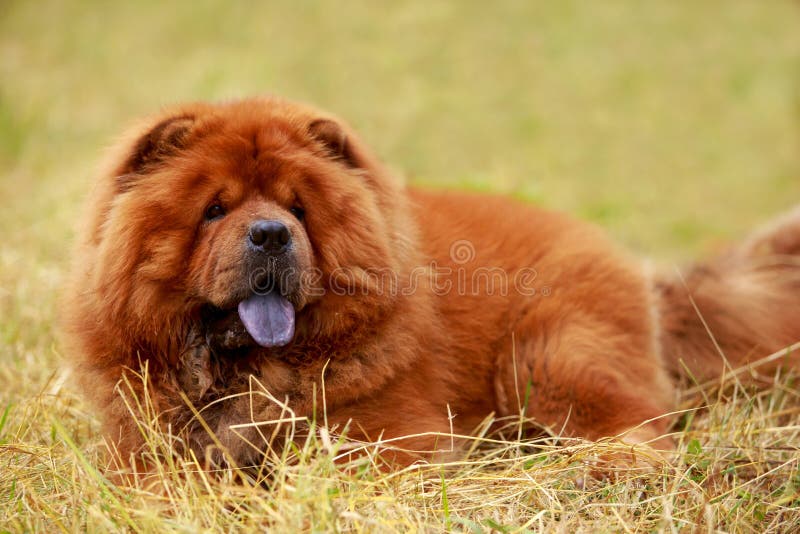 El Perro Chino De Perro Chino De La Raza Del Perro Imagen de archivo ...